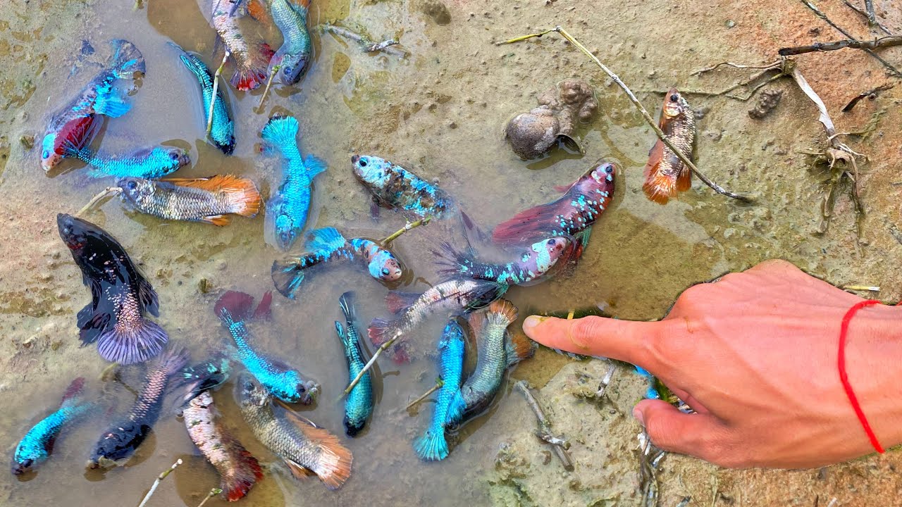 Unbelievable Unique Catch Betta Fish Catching And Finding A Lot Of Fish ...