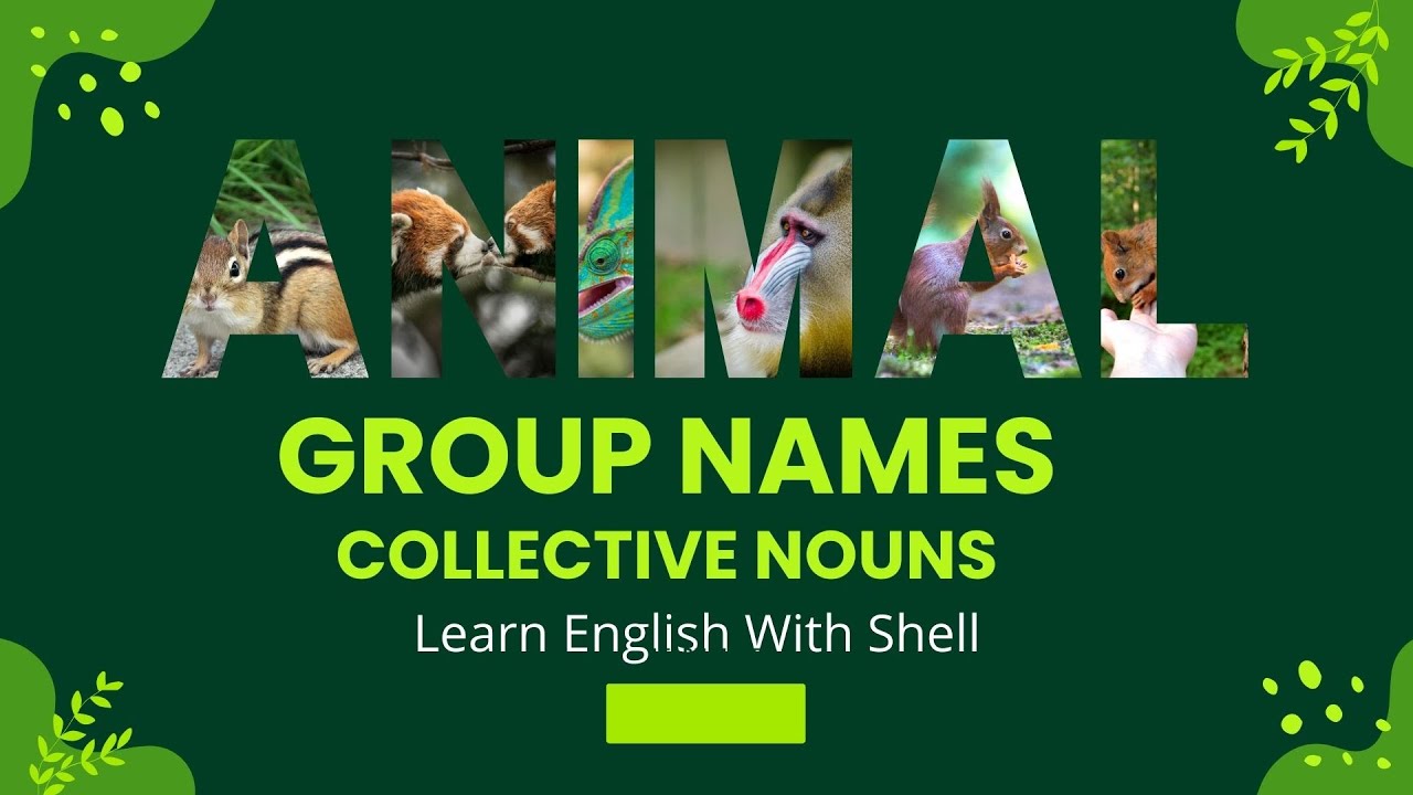 Learn English. Animal group names. Collective nouns #learn #learning # ...