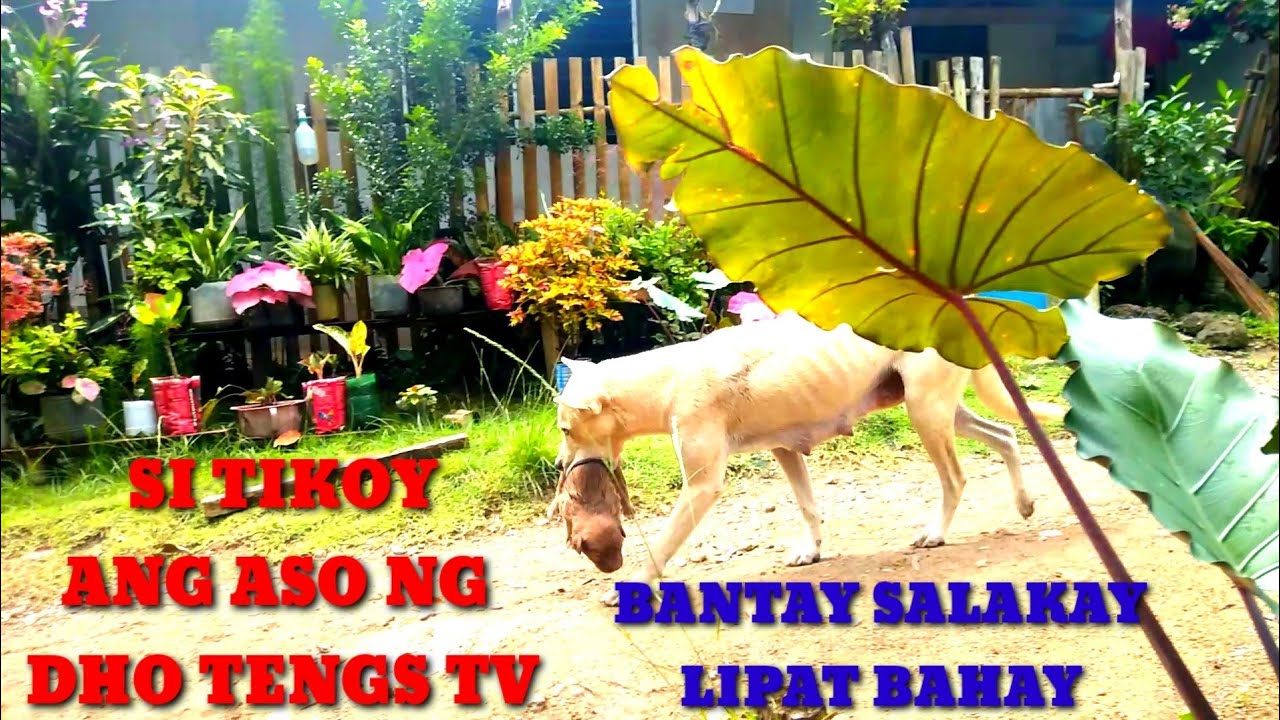 ANG ASONG MAPAGMAHAL/DOG LOVERS/BEHEVIOR NG ASO/ASKAL/BUHYA BUKID ...