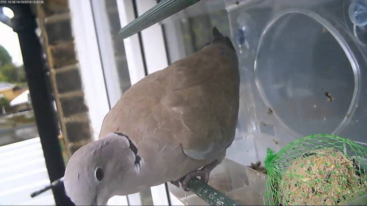 Fat-ass Pigeon - YouTube
