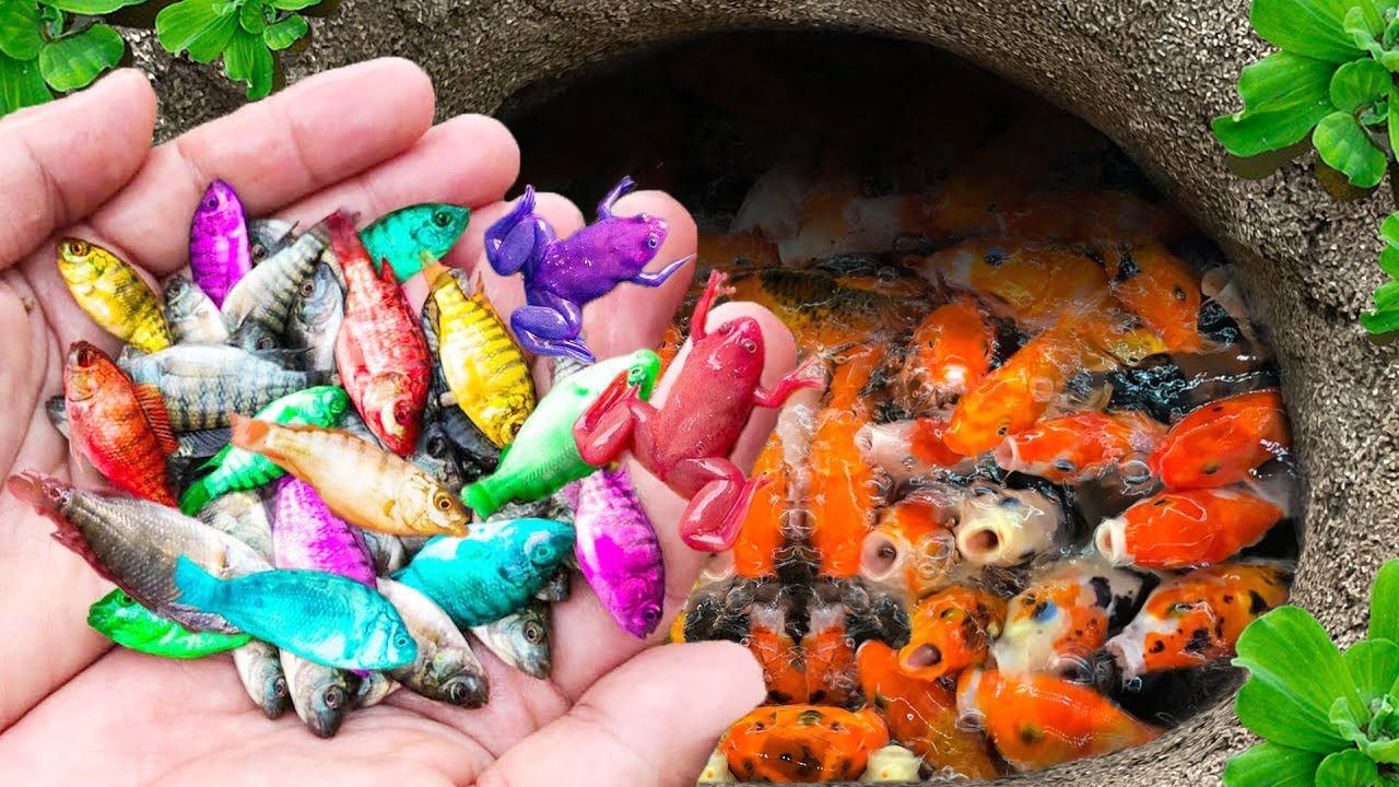 Catch Strange Ornamental Fish And Colorful Pacman Frogs In Tiny Pond ...