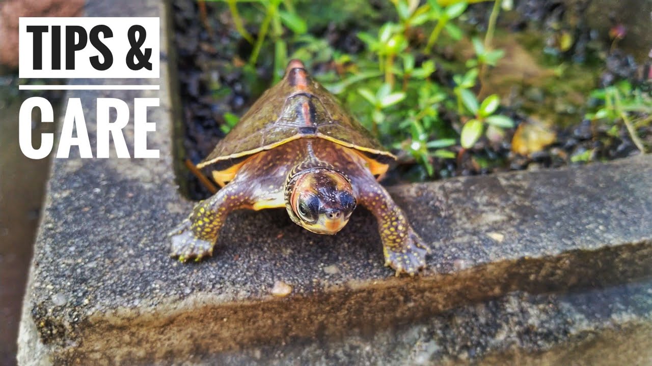 Indian Roofed Turtle Care