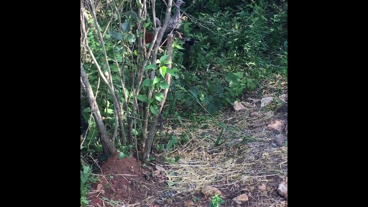 Neighbors chicken comes over and starts a fight - YouTube