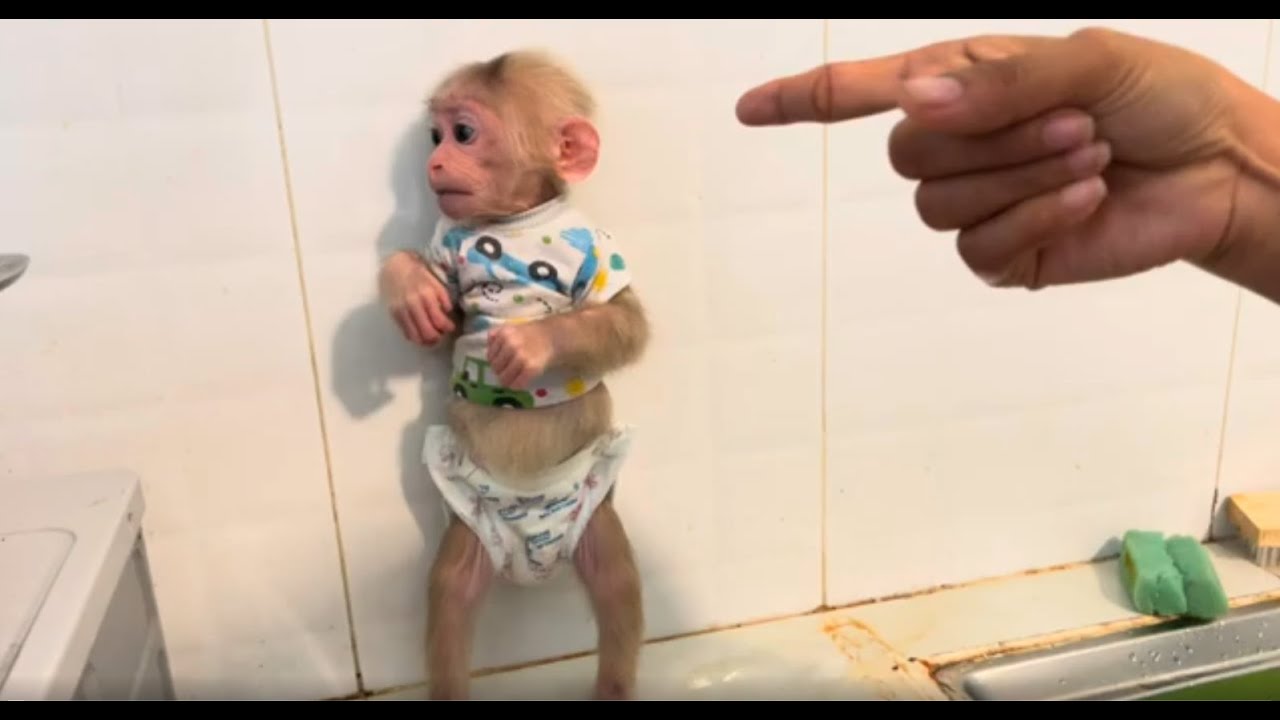 Baby monkey Miker #monkey #monkeybaby #monkeys #monkeyvideo # ...