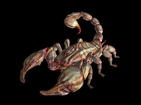 Escorpiao Albino REAL White Black Scorpion Necklace Adjustable Chain