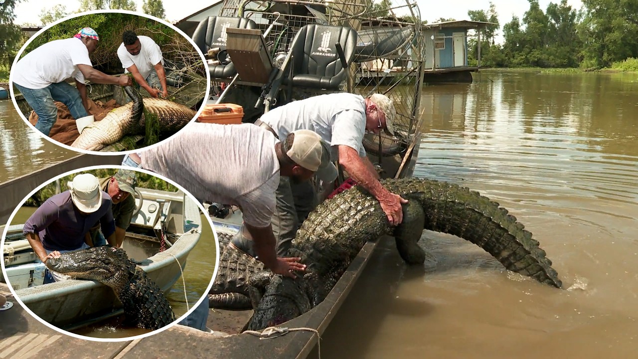 With just one day left in alligator hunting season, swamp hunters are ...