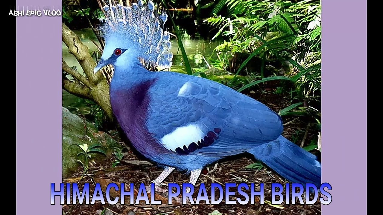 || HIMACHAL PRADESH BIRDS|| 2020 || - YouTube