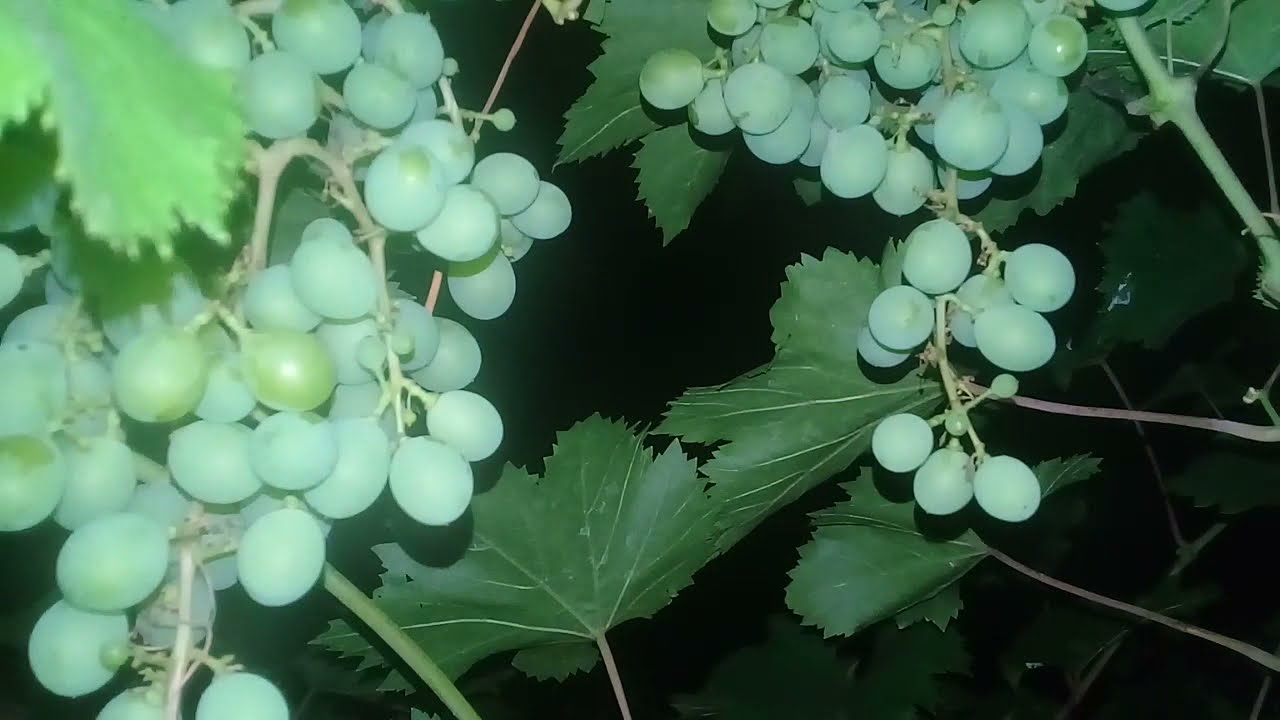 Cultivo de La Uva Torrontés #vinotípicoargentino #jardineria #huerta # ...