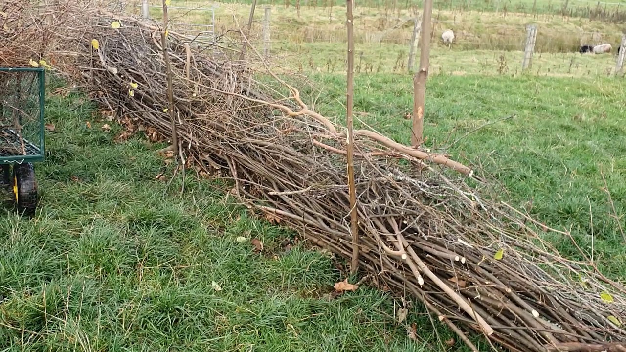 Building Our Dead Hedge - YouTube
