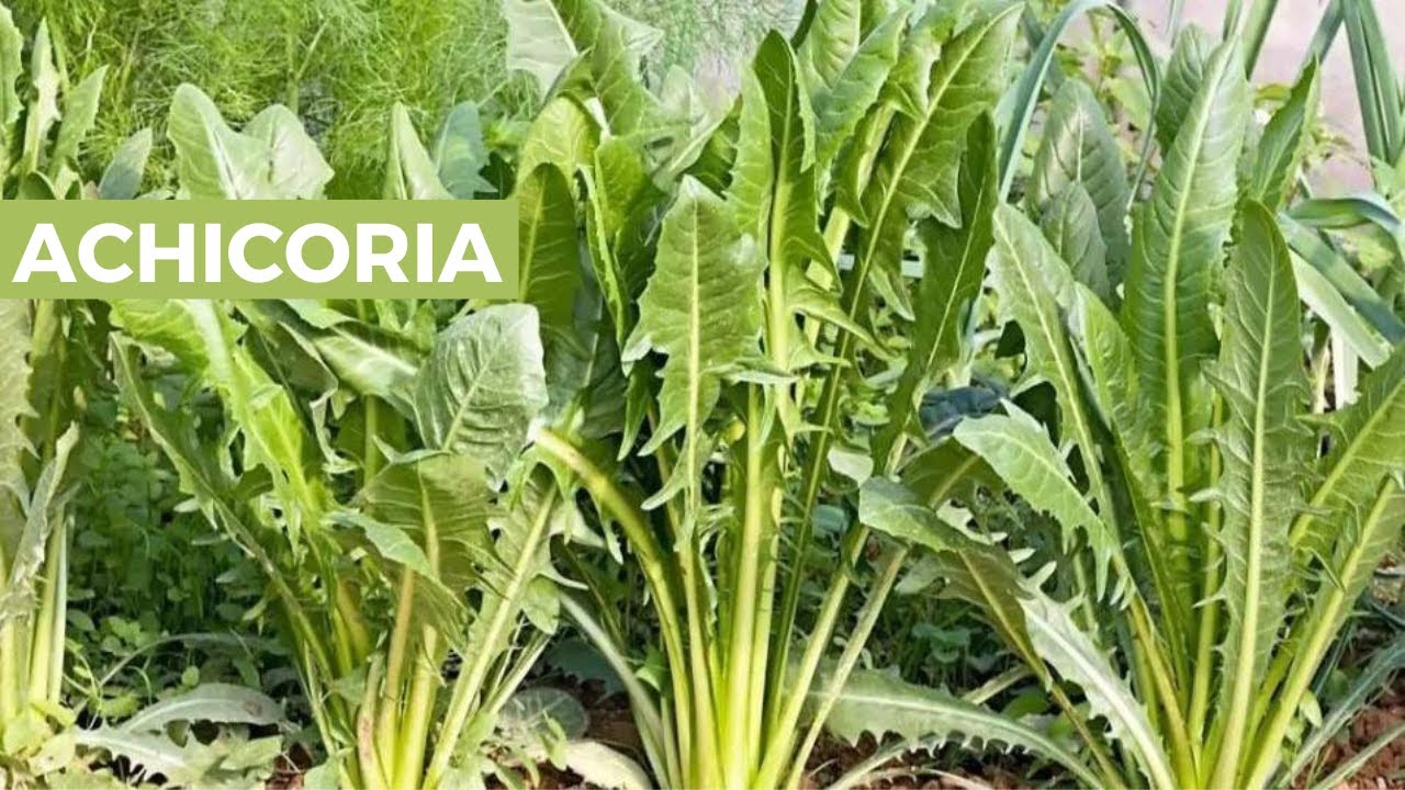 ¿Qué es la ACHICORIA?🌱 Beneficios y Usos de la Achicoria - YouTube