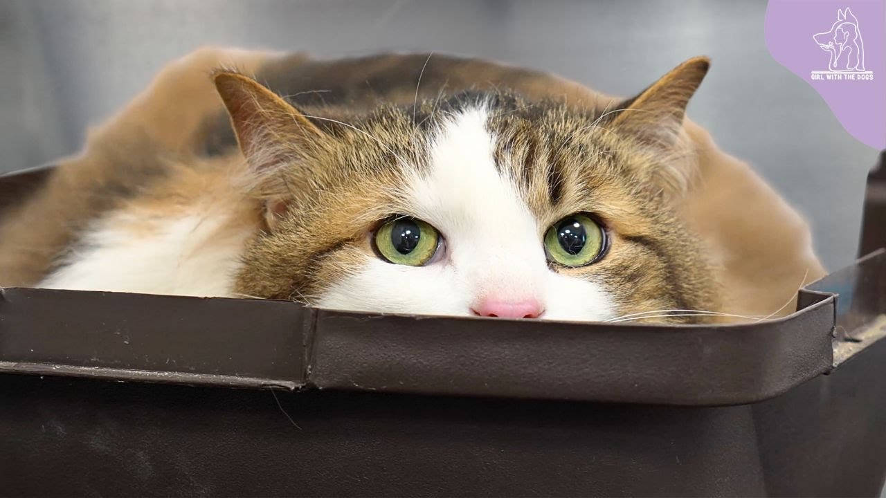 One Of The BEST Cats I've Ever Groomed in My Career - YouTube