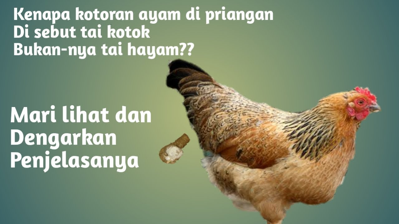 Kenapa di priangan kotoran ayam di sebut tai kotok bukanya tai hayam ...