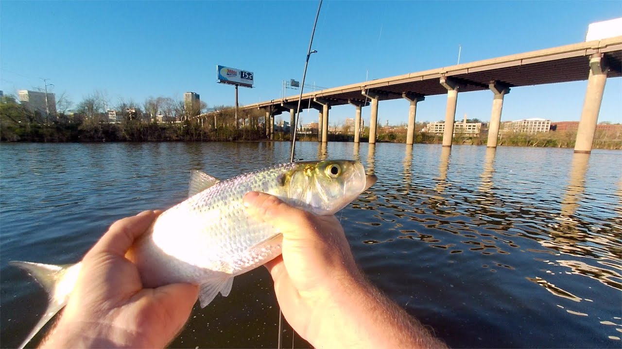 The Shad Are Here!! How To Catch Hickory Shad In Richmond's City Limits ...