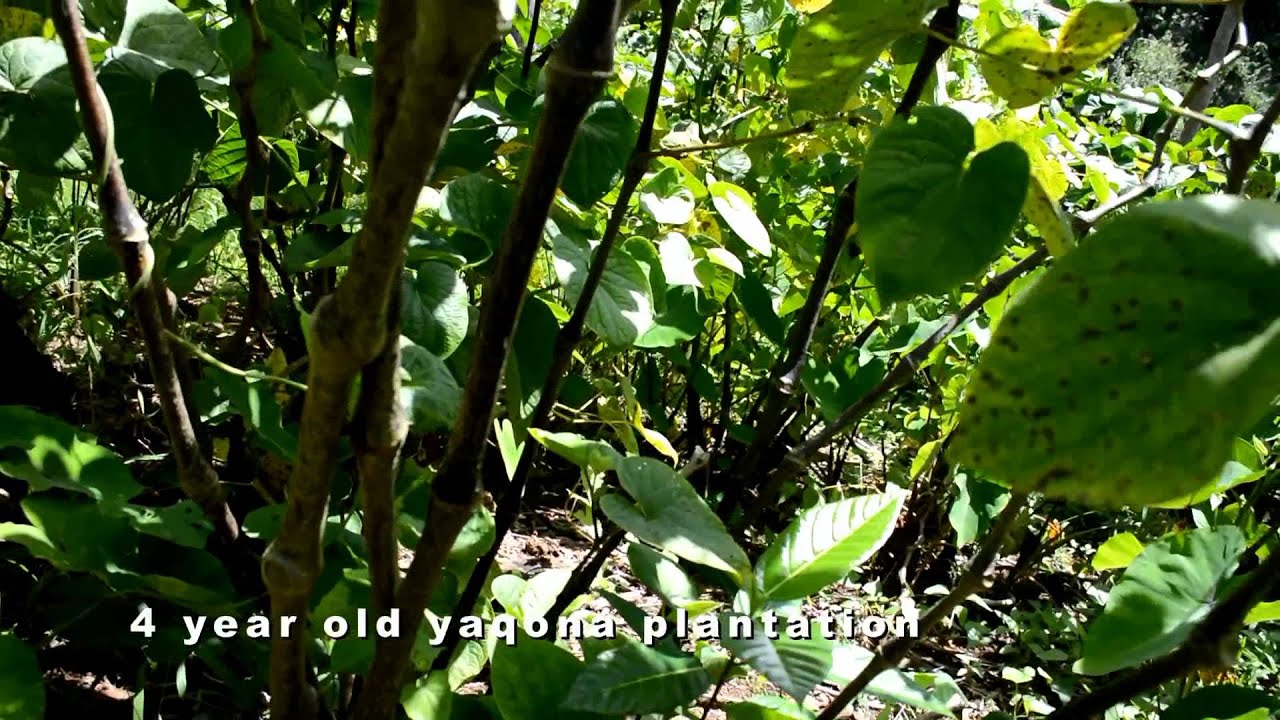 Yaqona Plant - YouTube