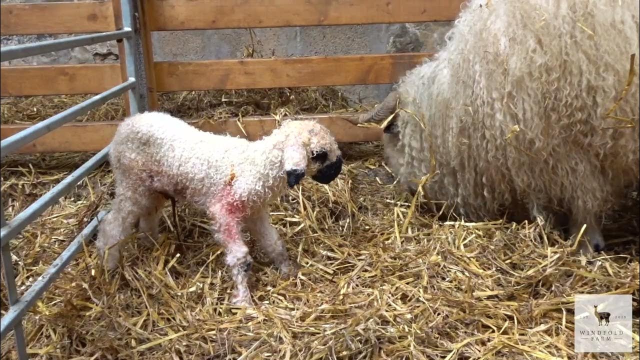 Its one big healthy lamb - Lambing Season 2023 - Windfold Farm - 0121 - YouTube