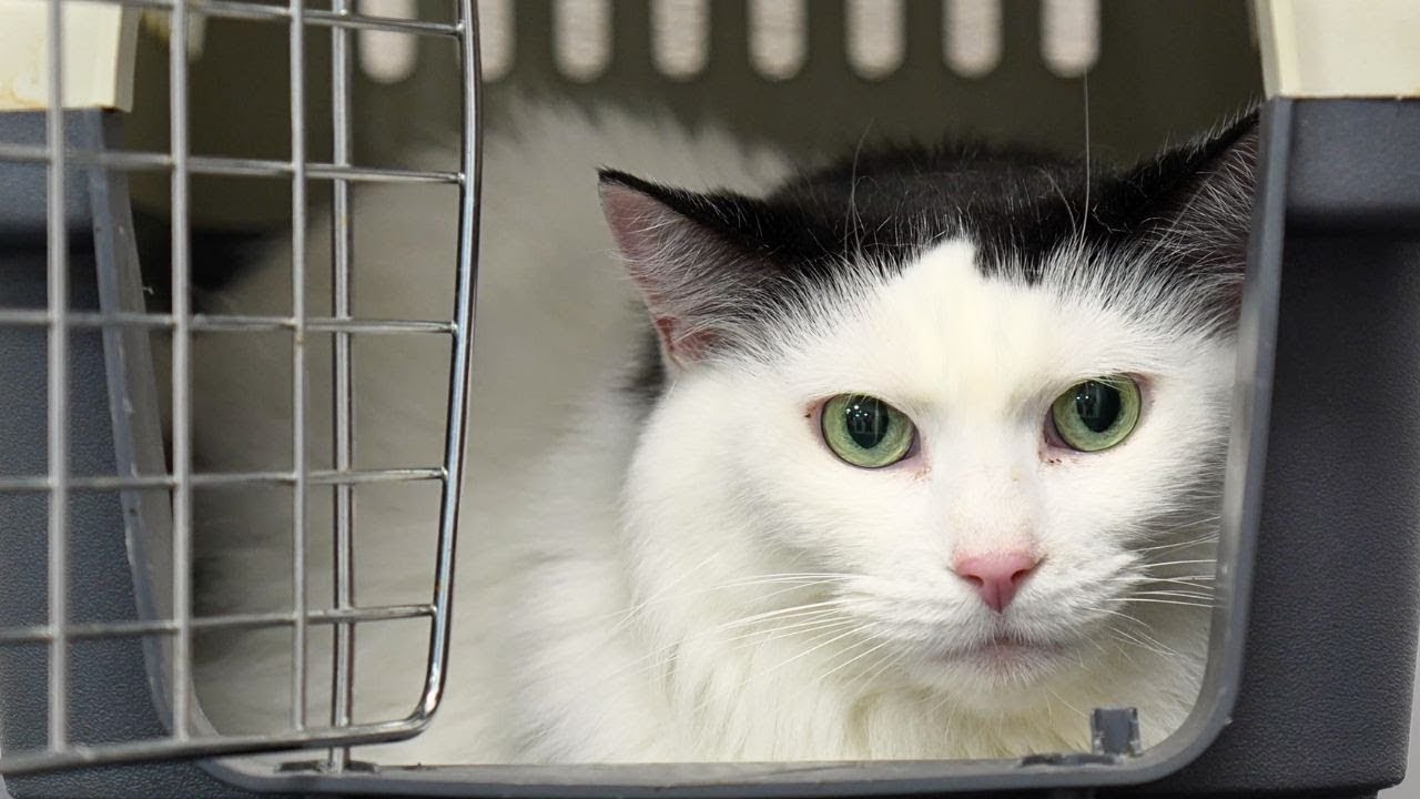Dear Cats Be Like Henry Sincerely, Every Cat Groomer Ever 🙏🐱 - YouTube