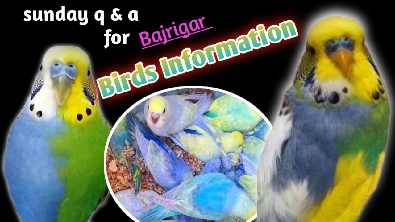 Sunday Q & A For Bajrigar Birds Information Video - 86 // birds ...