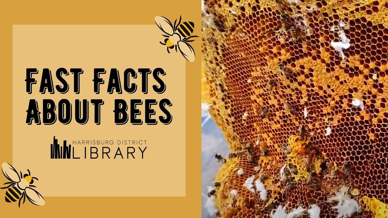 Fast Facts About Bees - YouTube