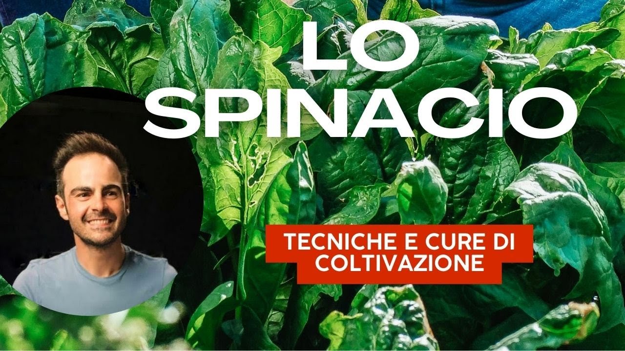 Spinacio - Guida completa alla coltivazione: Terreno, Clima, Varietà ...