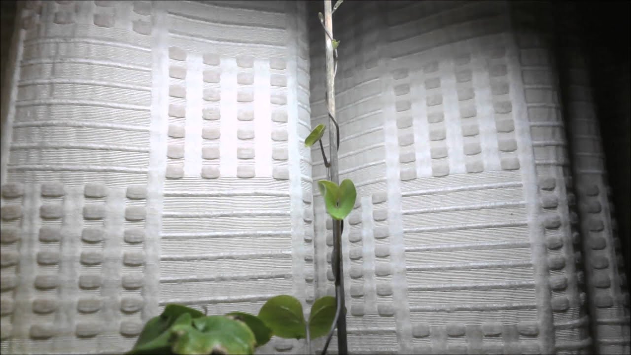 Elephant foot vine timelapse - YouTube