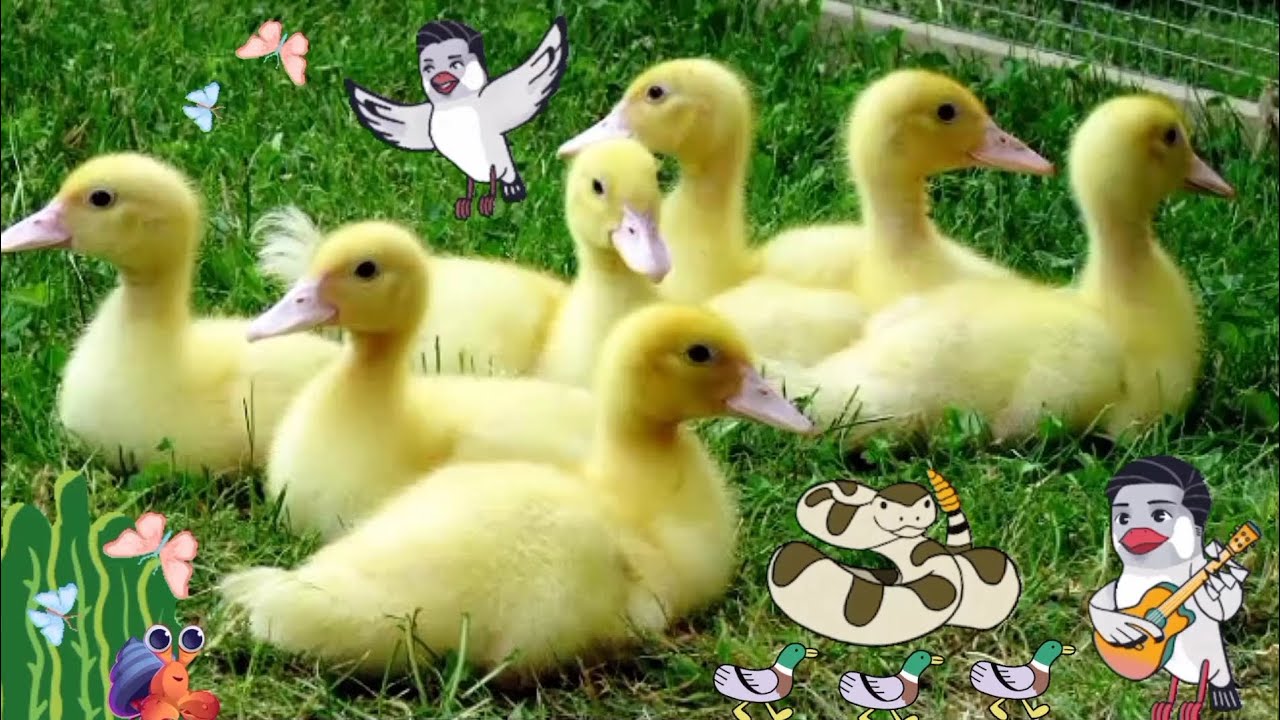 the cuteness of two little ducks playing during the day { part 10 } 🦆🐣🦆 ...