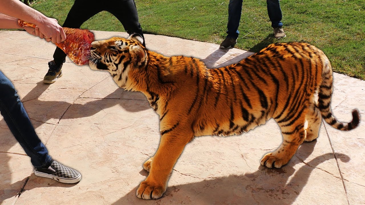 We put a Tiger in our Backyard... - YouTube