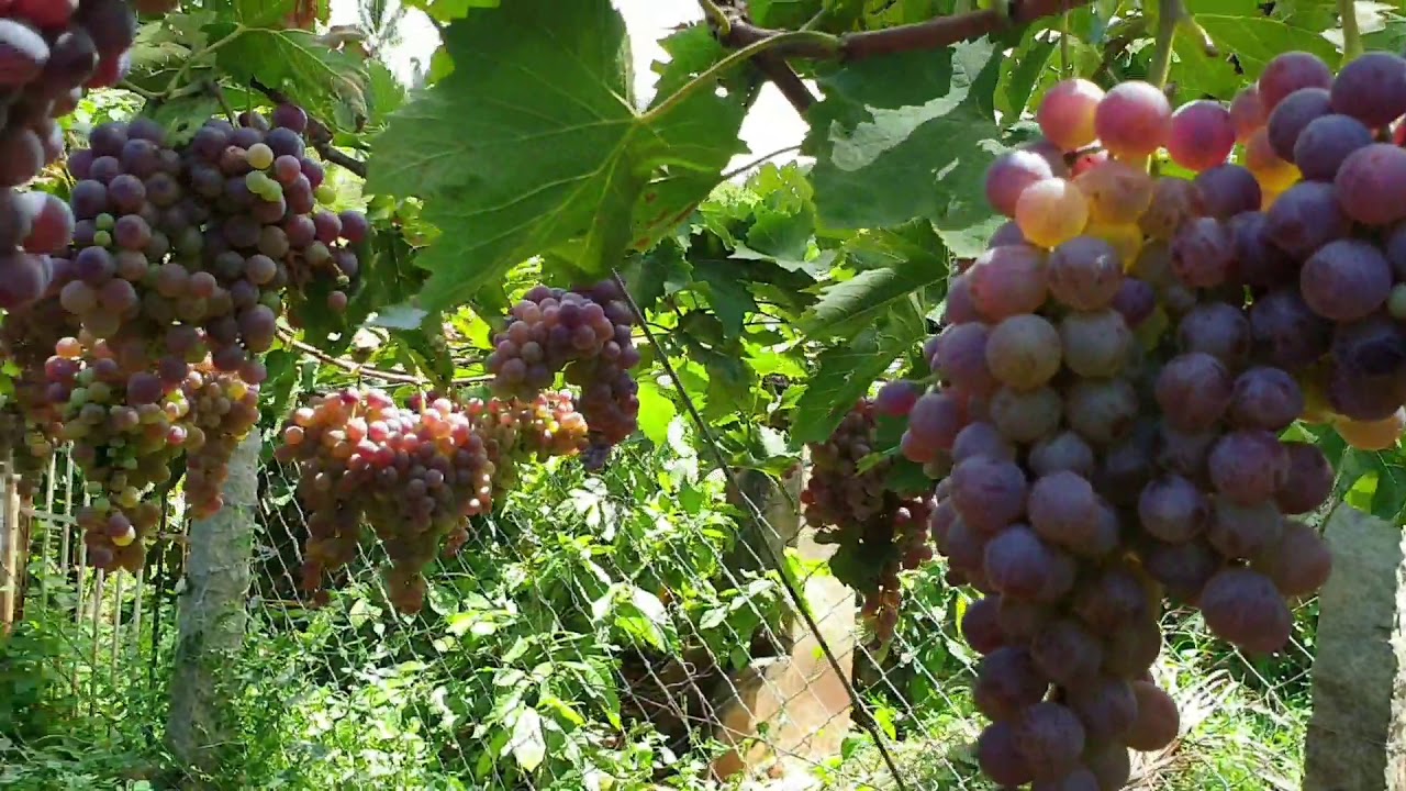 Theni grape farm - YouTube