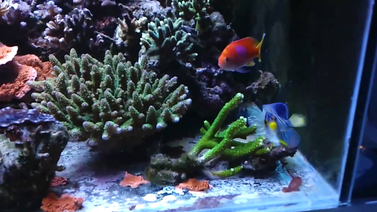 Speed's SPS angel reef tank - YouTube