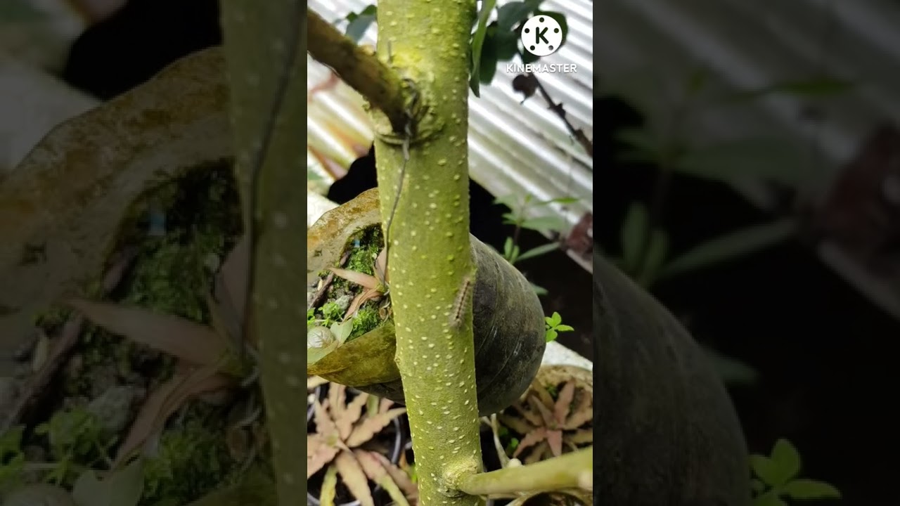 ANG MAKATING UOD| ITCHY WORMS PART2 - YouTube