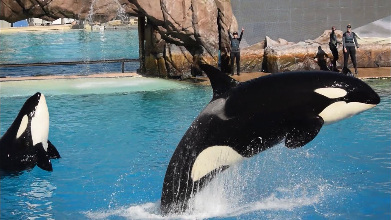 Corky, Makani, Shouka, and Ikaika at SeaWorld San Diego Orca Encounter ...