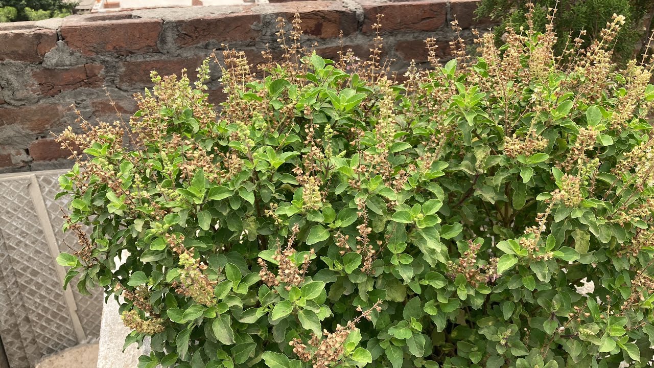 Tulsi ke Bij ( Sabja Seeds) kaise Nikale | तुलसी का बीज कैसे निकले ...