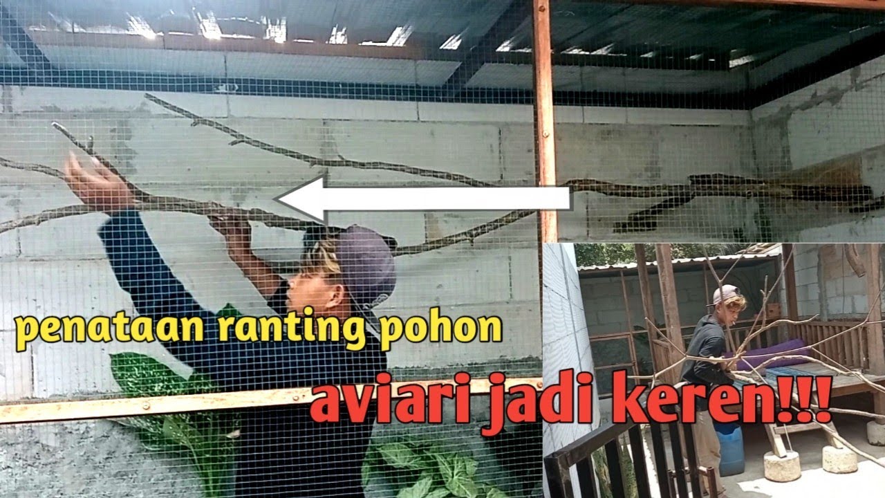 proses penataan ranting pohon di aviary minimalis keree!!! - YouTube