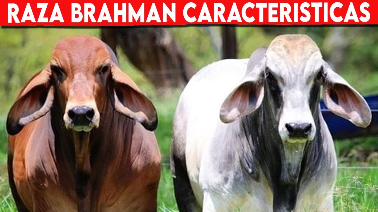 🔴 RAZA BRAHMAN CARACTERÍSTICAS Ganadería Vacuna - YouTube