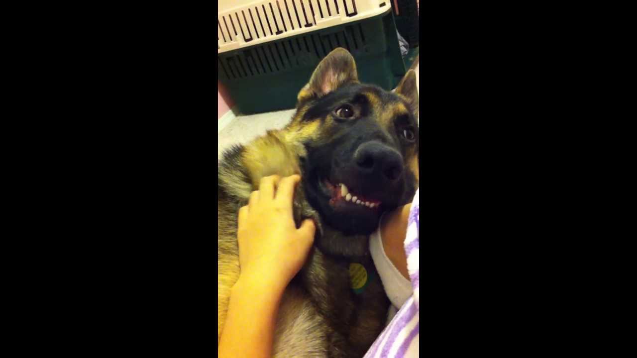 German Shepherd smiling while being pet - YouTube