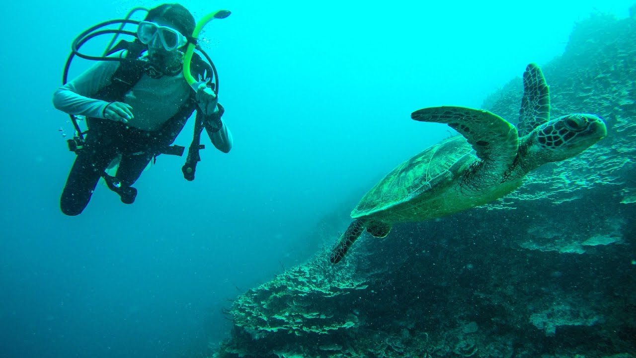 Friendly turtles of Guam - an 11 year old diving experience - YouTube