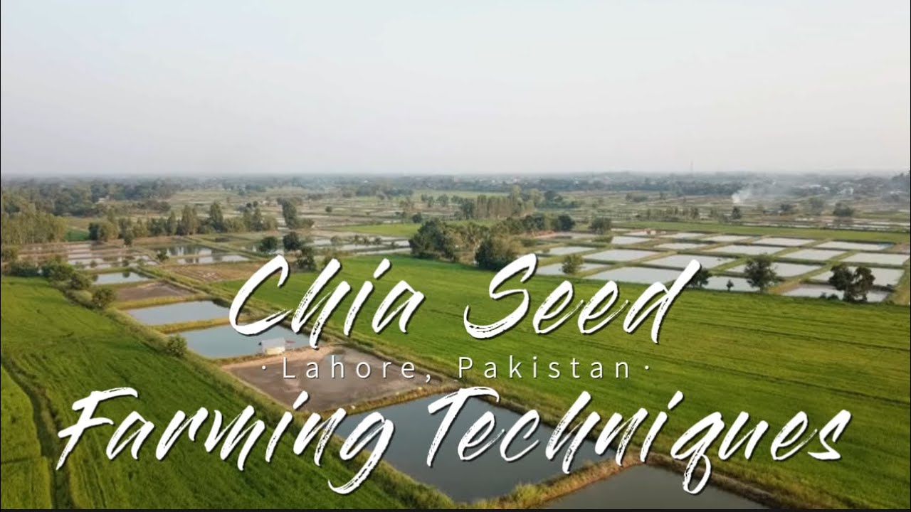Chia Seed Farming Techniques in Lahore: Insights from BRB CanalSide ...