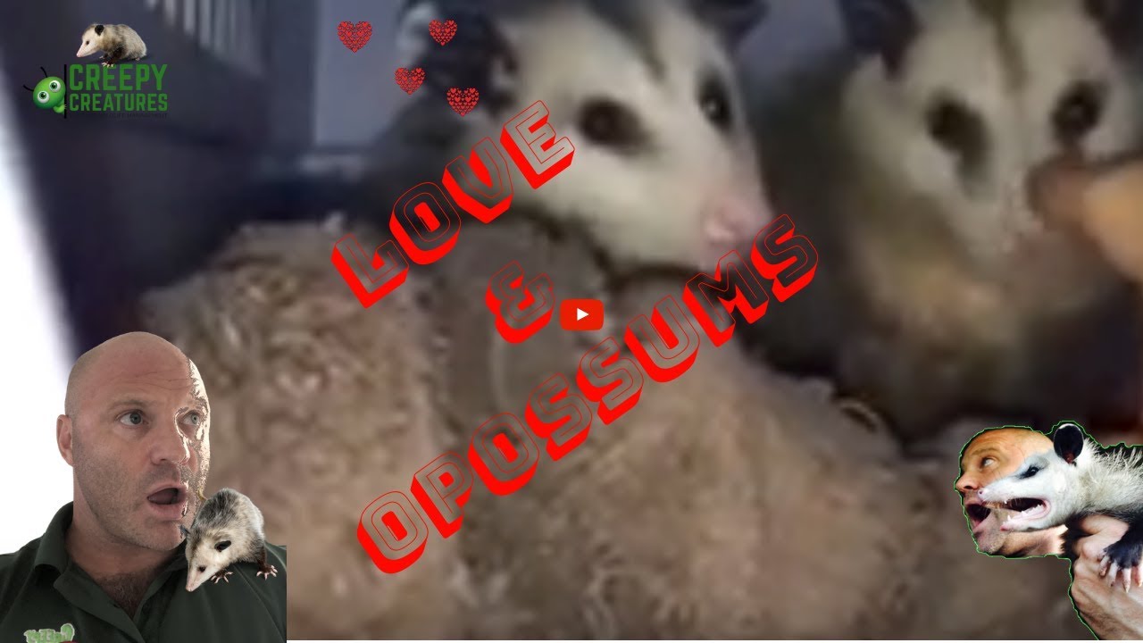 Possums Eating Bananas With Rescued Pitbulls - The Cutest Video Ever ...
