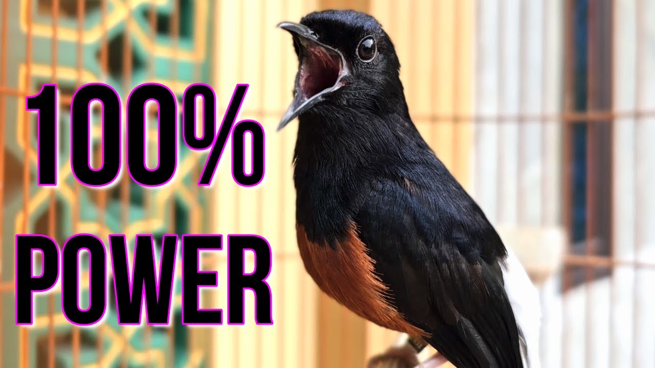 FULL POWER...!!! 100% COCOK untuk pancingan murai batu anda - YouTube