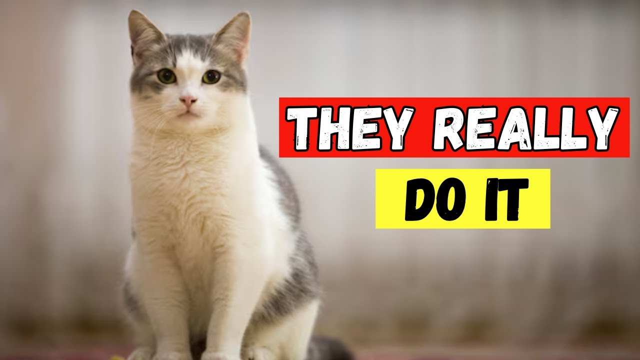 Did You Know Cats Can Do THIS? 10 Unbelievable Facts! - YouTube