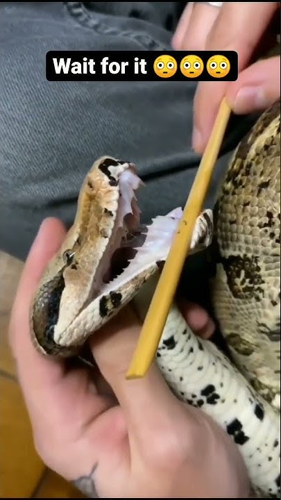 snake teeth | python snake | python teeth | #nature #bird #animal # ...