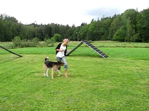 freestyle dog dancing training (german shepherd/siberian husky) - YouTube