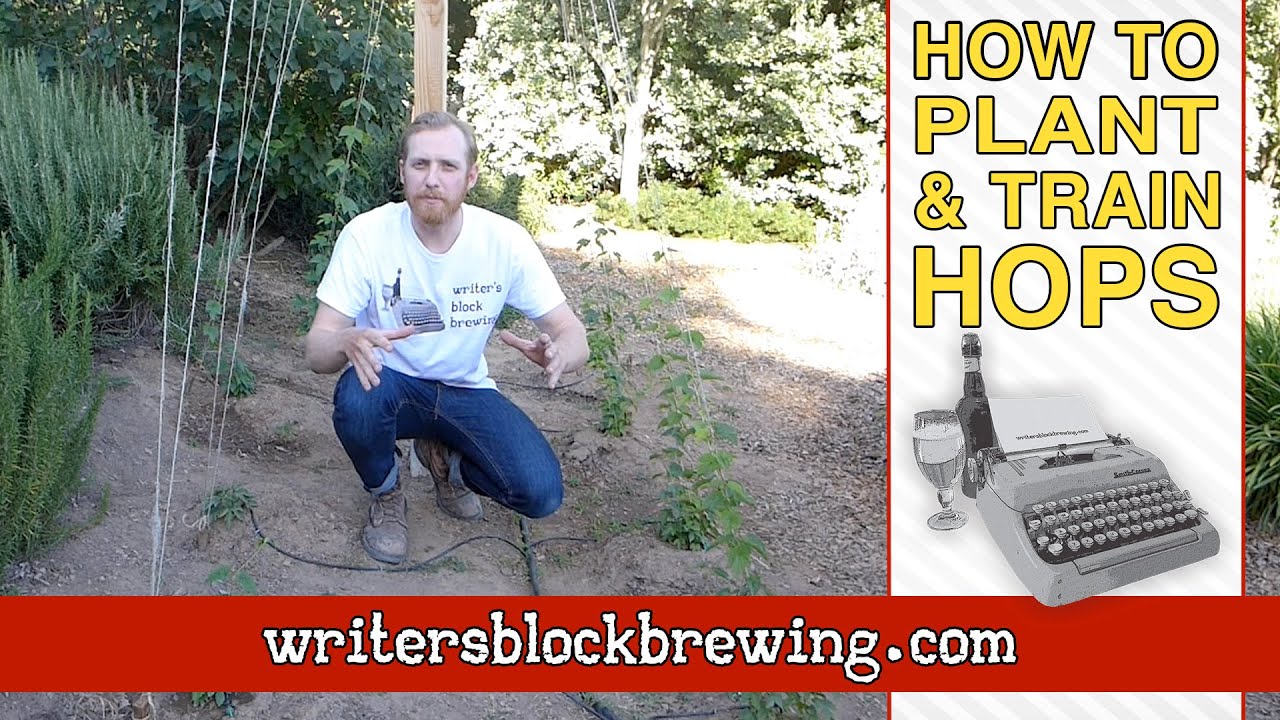 How To: Plant & Train Hops - Tutorial - YouTube