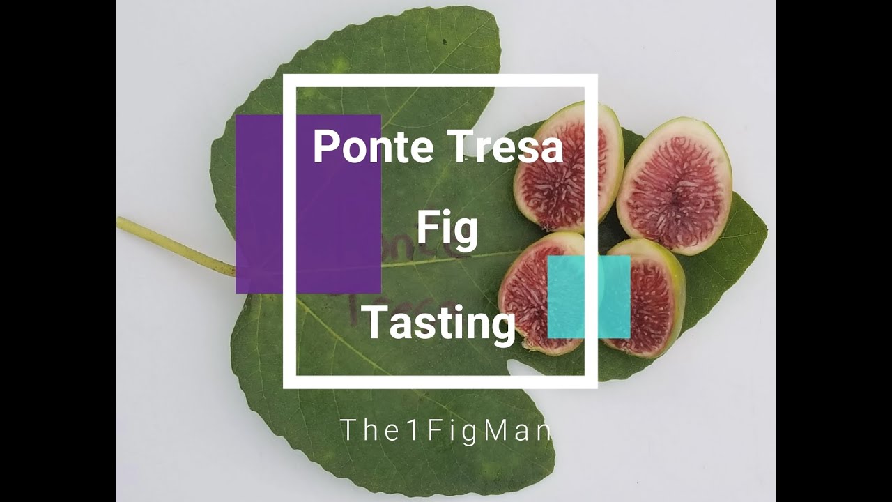 Ponte Tresa fig tasting - YouTube