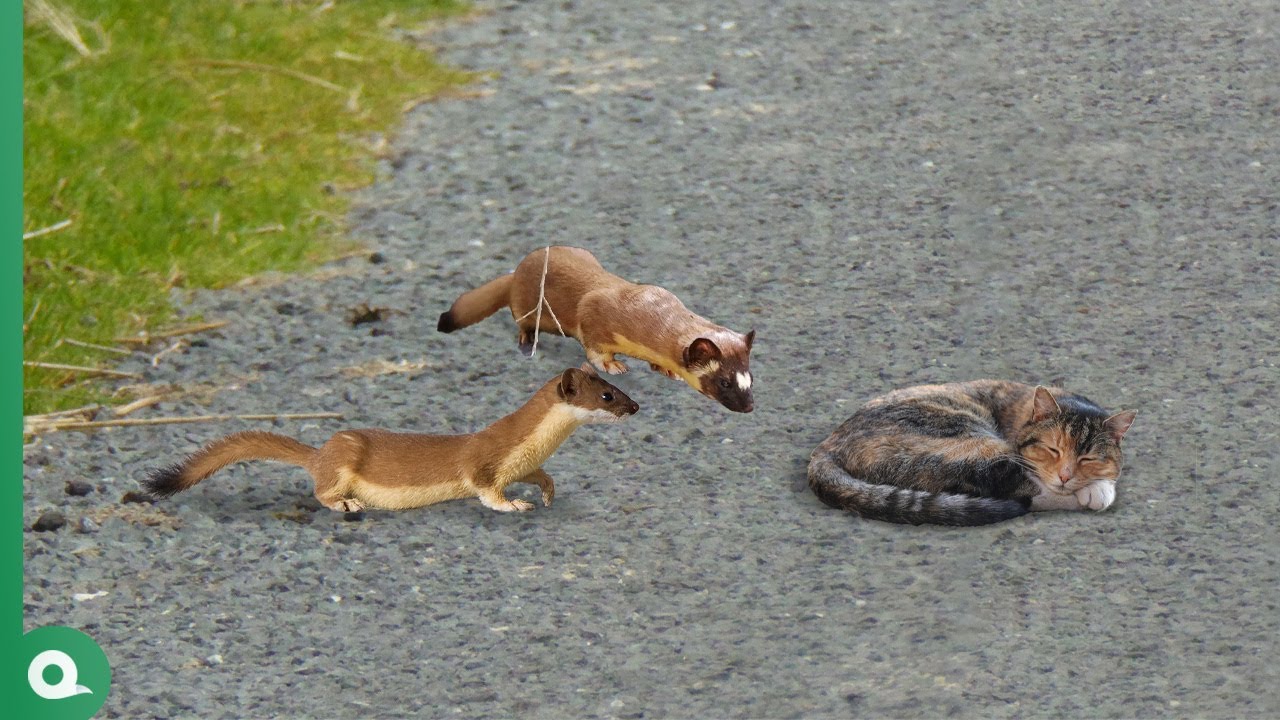 This Is How Two Weasels Killed a Cat - YouTube