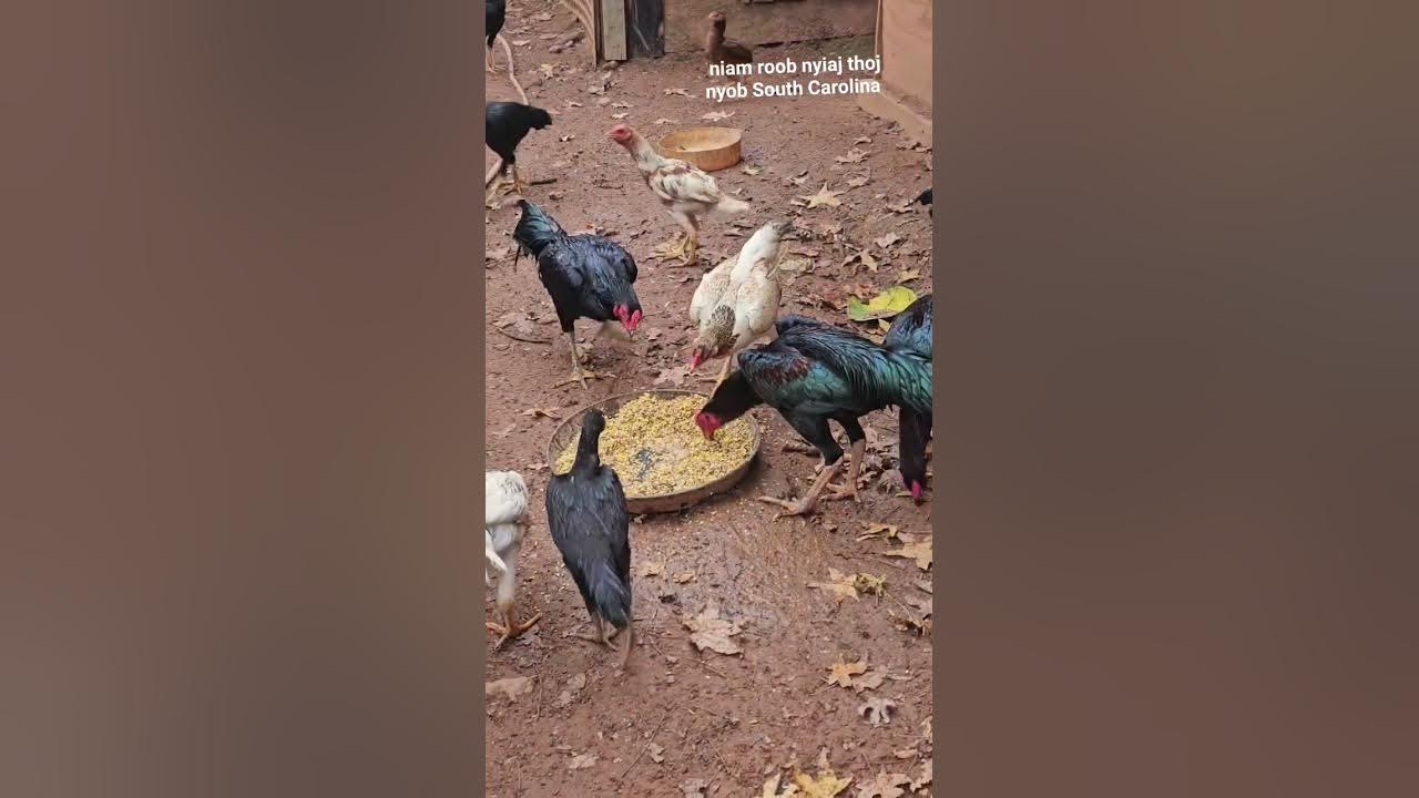 Mus Saib Qaib - YouTube