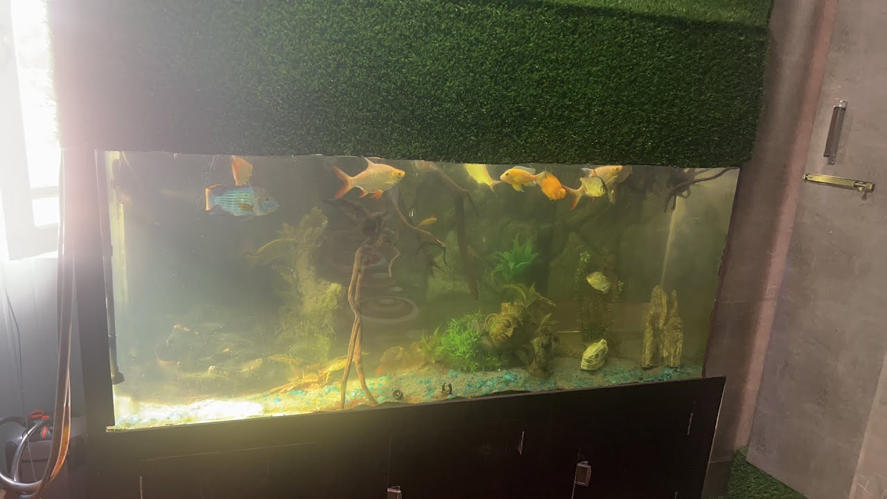 Amazing exotic fish / shocking behaviour/ fish feeding - YouTube