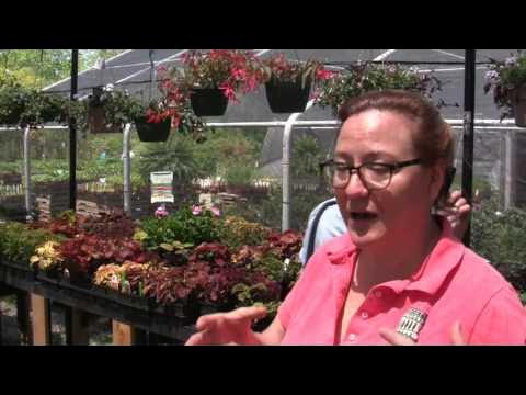 Everything You Need To Know About Plant Selection And Building A ...