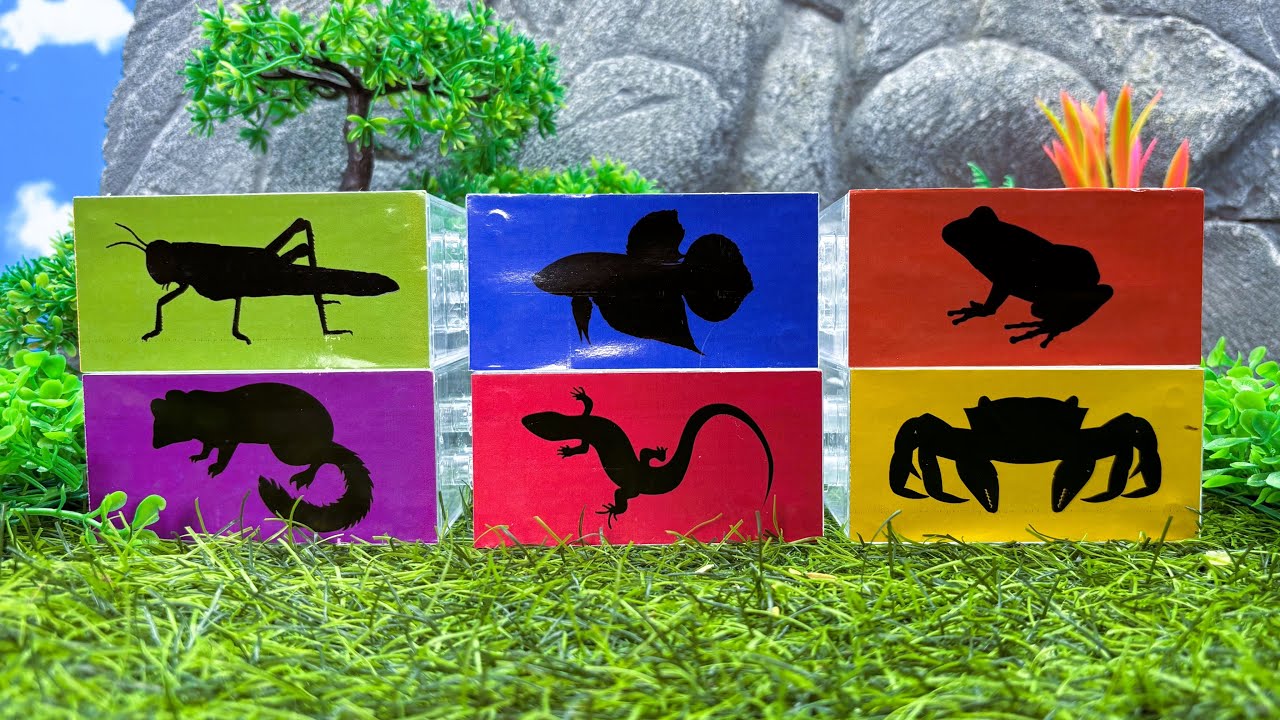 Pets: Grasshopper, Lizard, Crab, Pacman Frog, Betta Fish, Dormouse ...