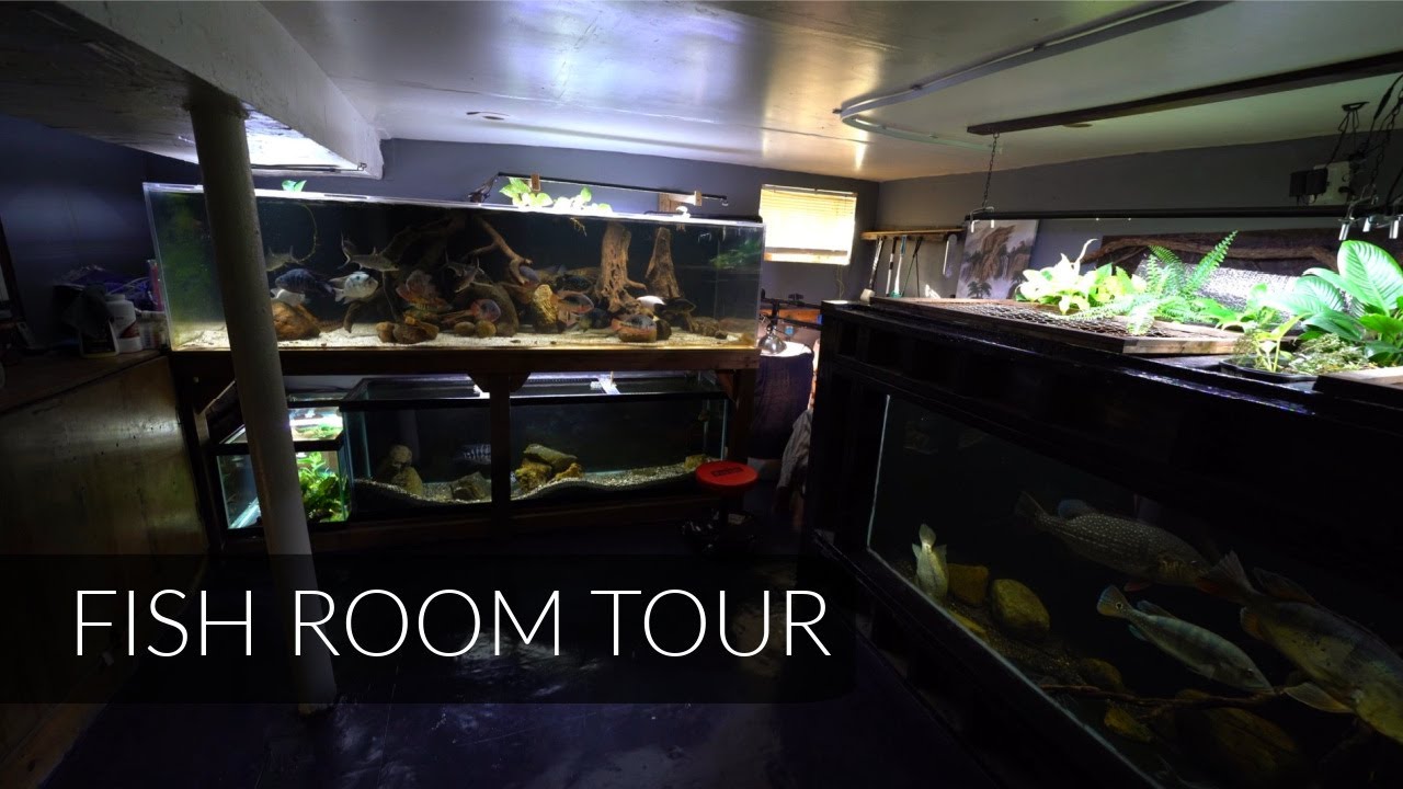 The ART of Fish Keeping: Tour My Fish Room - YouTube