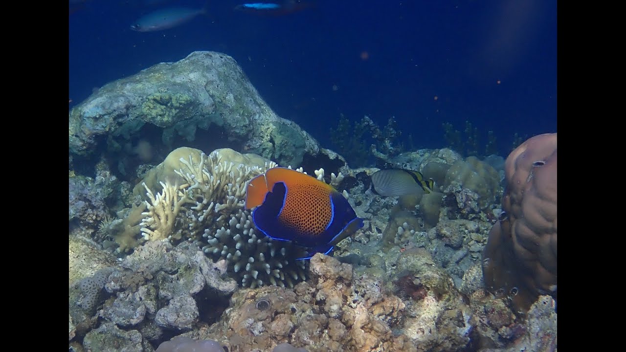 Рыба-ангел Pomacanthus navarchus, Bluegirdled angelfish - YouTube